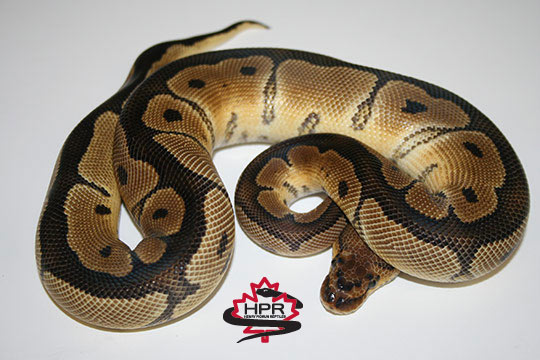 Currently available - Henry Piorun Reptiles